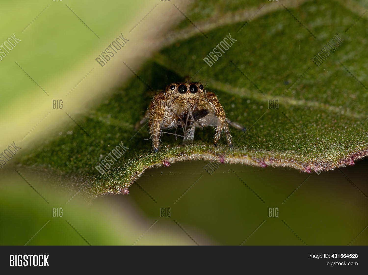 Small Jumping Spider Image & Photo (Free Trial) | Bigstock