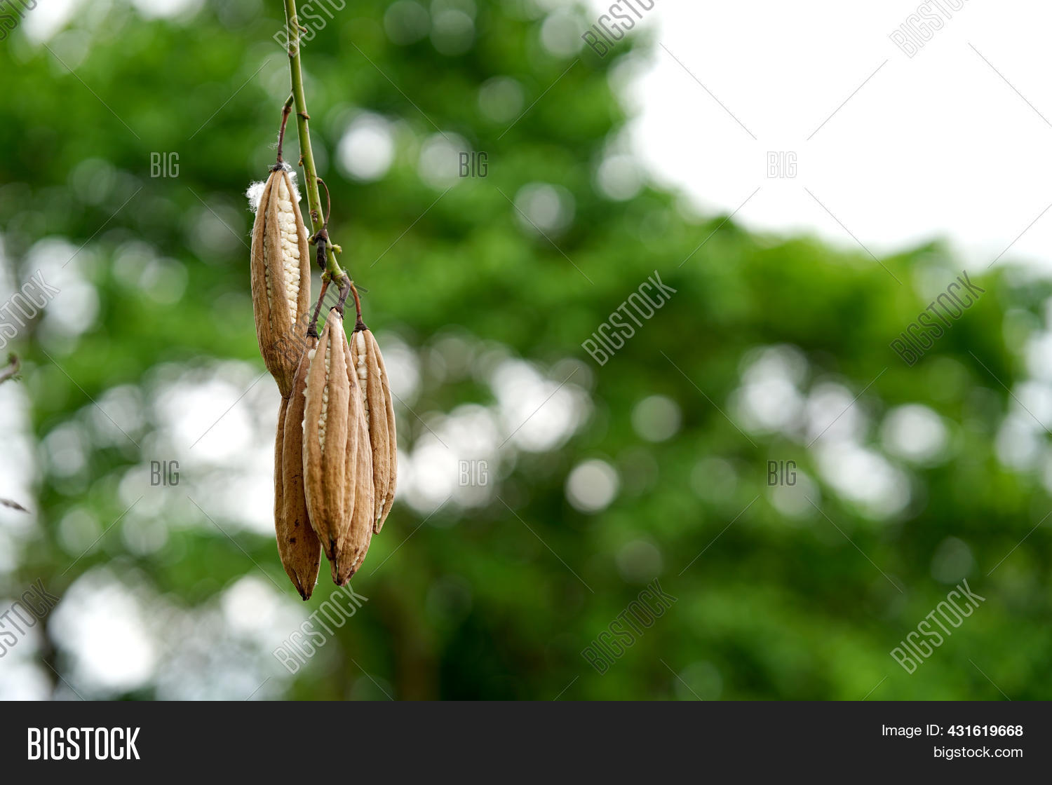 White Silk Cotton Tree Image & Photo (Free Trial) | Bigstock