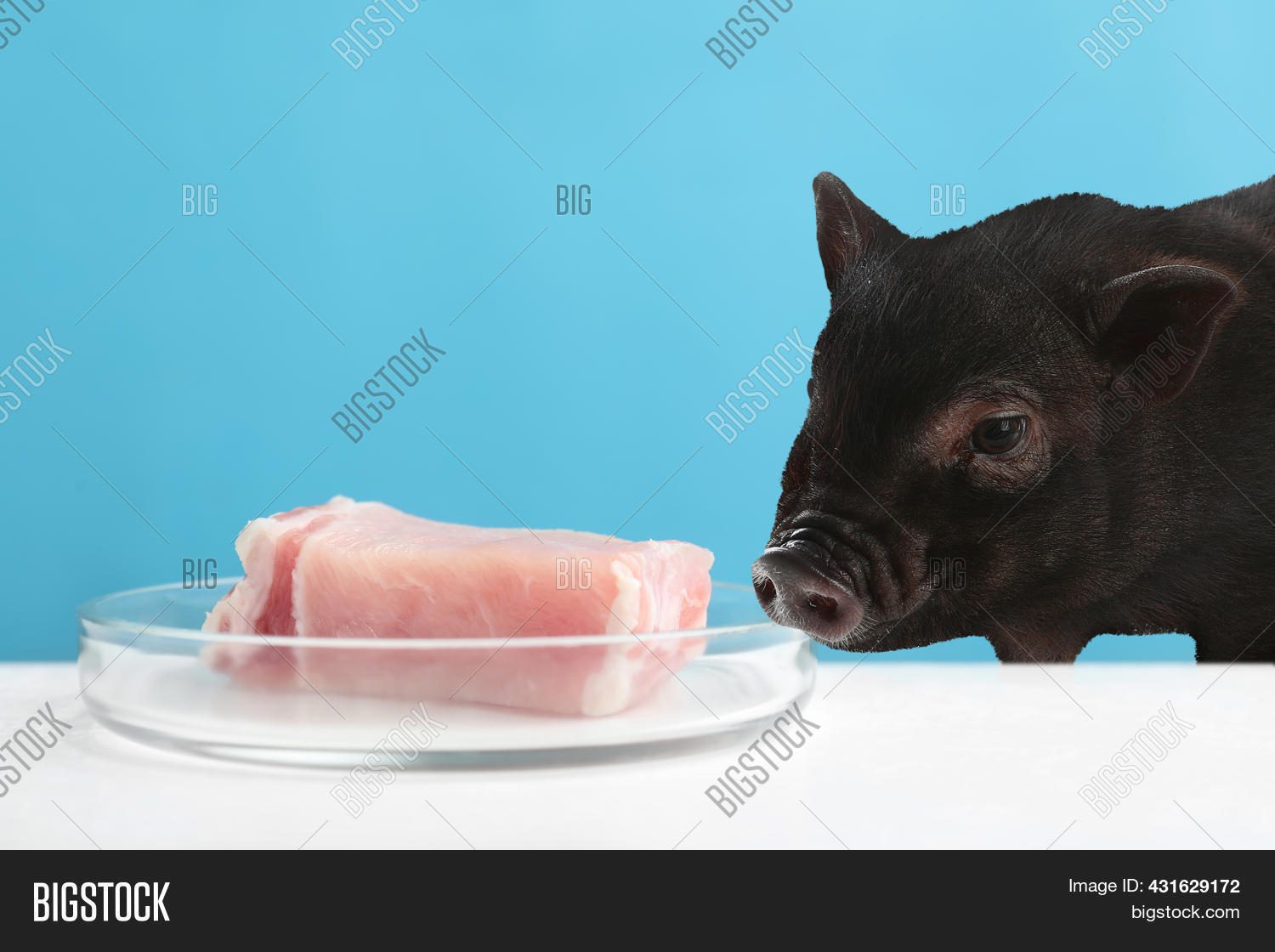 Lab Grown Pork Petri Image & Photo (Free Trial) | Bigstock
