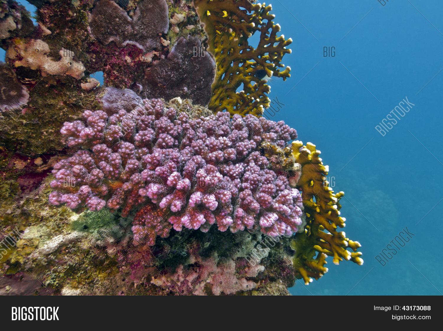 Coral Reef Violet Image & Photo (Free Trial) | Bigstock