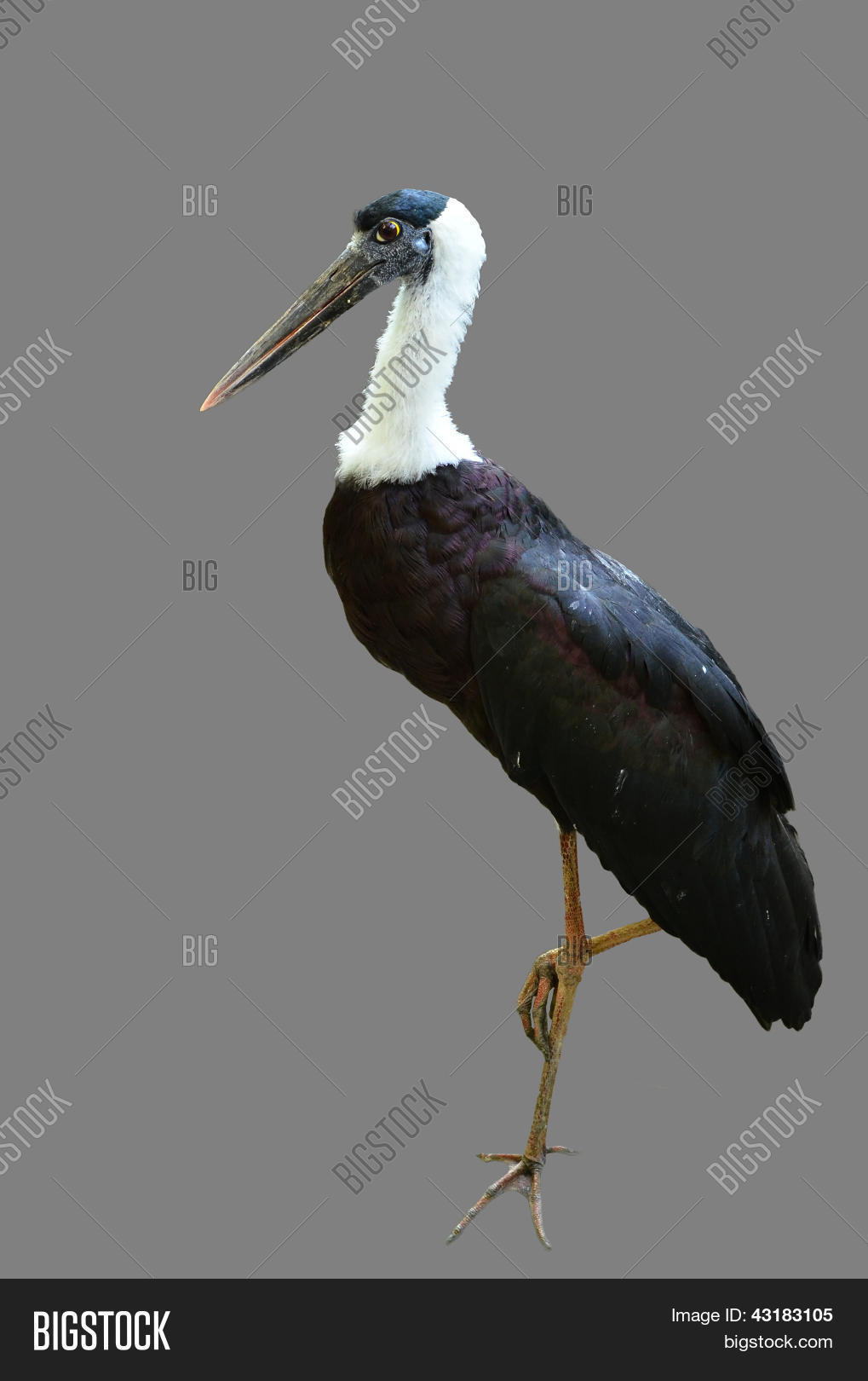 White-necked Stork Image & Photo (Free Trial) | Bigstock