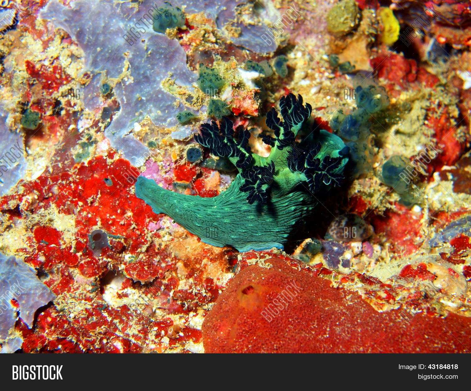 Sea Slugs Philippine Image & Photo (Free Trial) | Bigstock