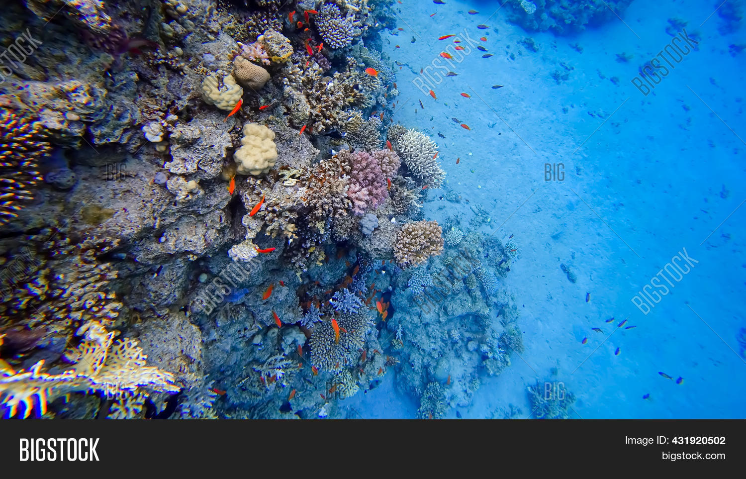 Underwater Water Area Image & Photo (Free Trial) | Bigstock