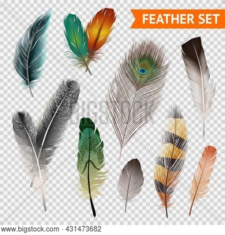 Bird Feathers Vector & Photo (Free Trial) | Bigstock