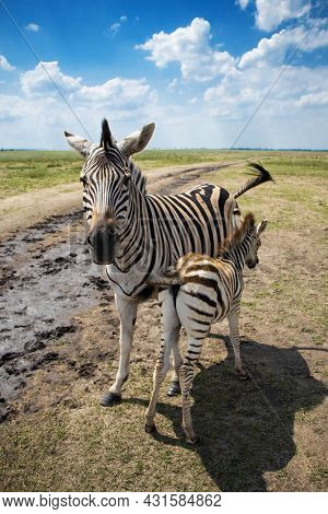 Young Baby Zebra Image & Photo (Free Trial) | Bigstock