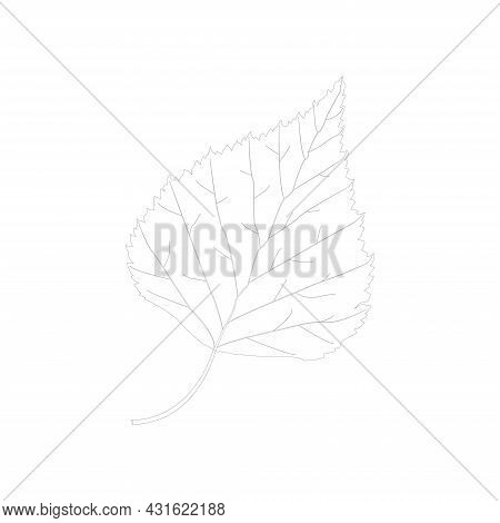 Vector Sketch Birch Vector & Photo (Free Trial) | Bigstock