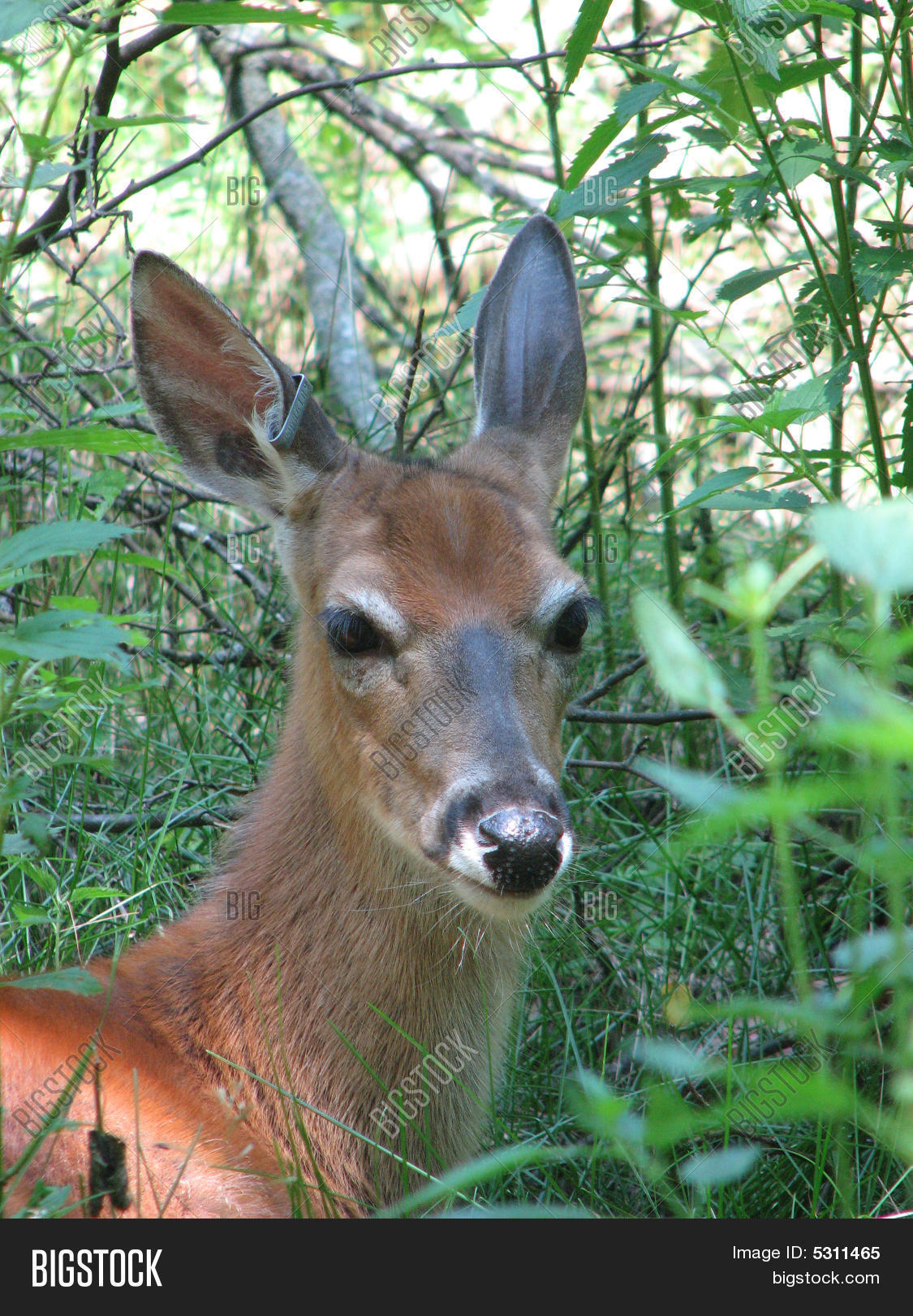 Deer Close- Image & Photo (Free Trial) | Bigstock