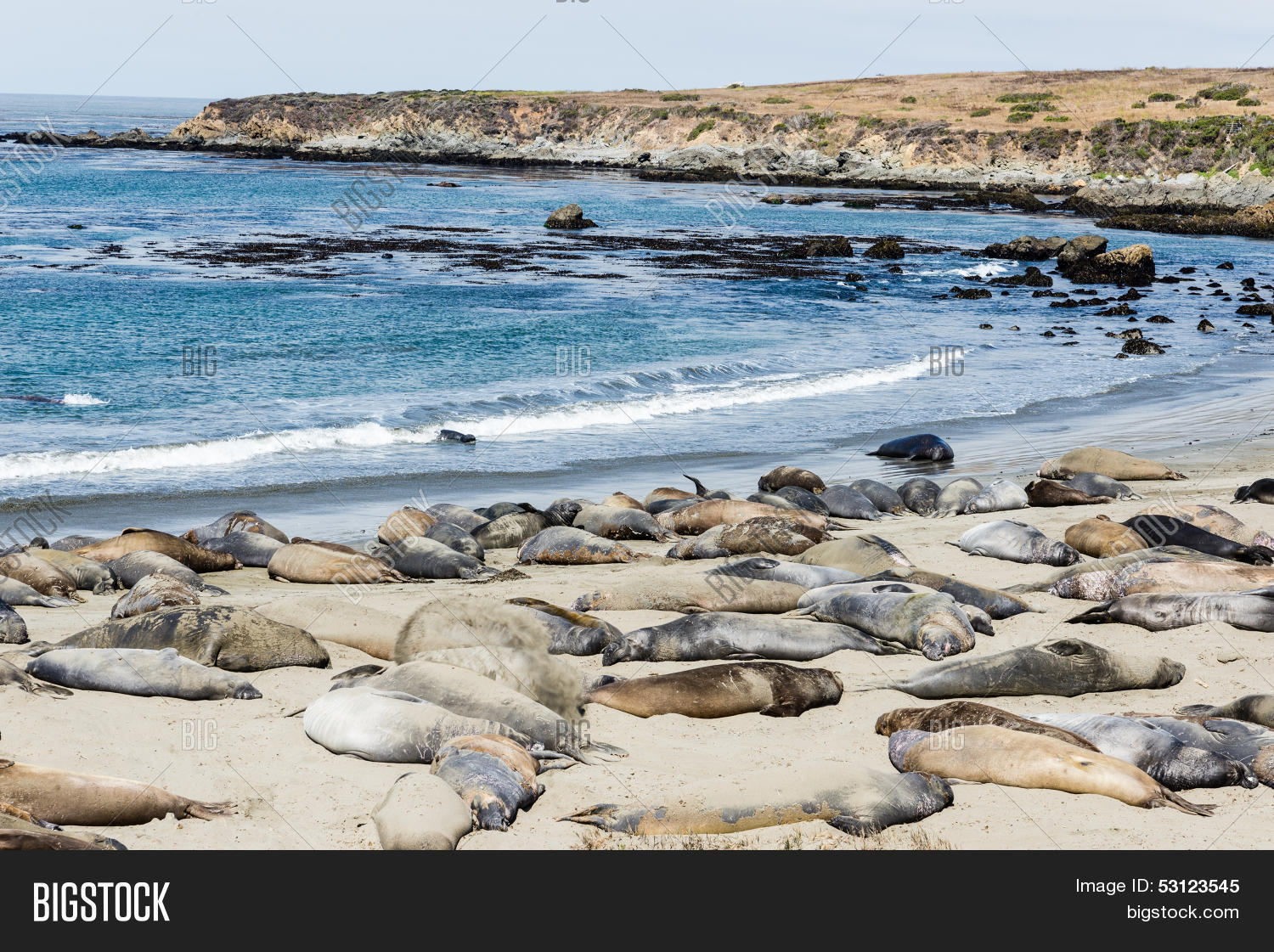 Elephant Seal Colony Image & Photo (Free Trial) | Bigstock