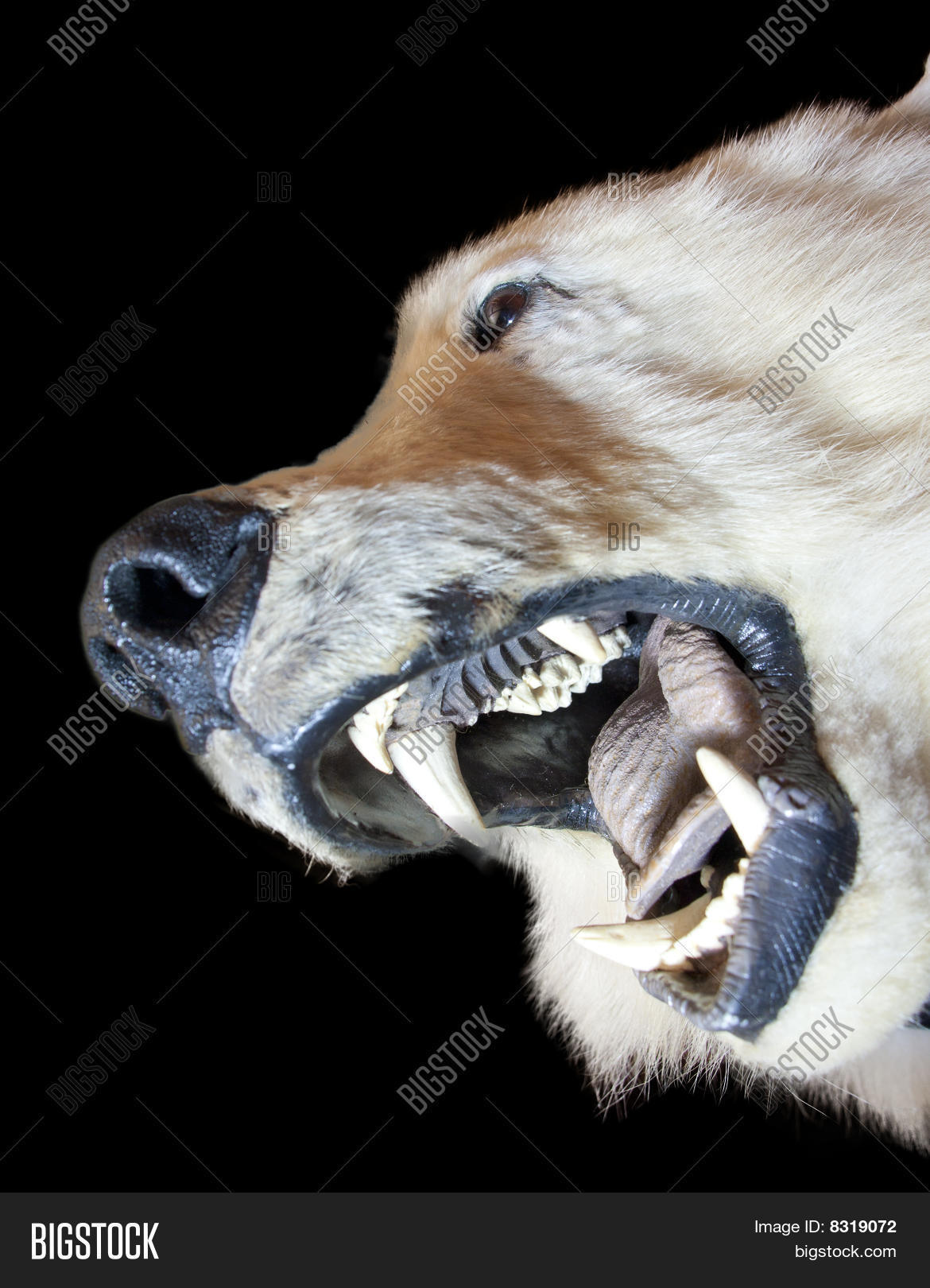 Bear Open Mouth Image & Photo (Free Trial) | Bigstock