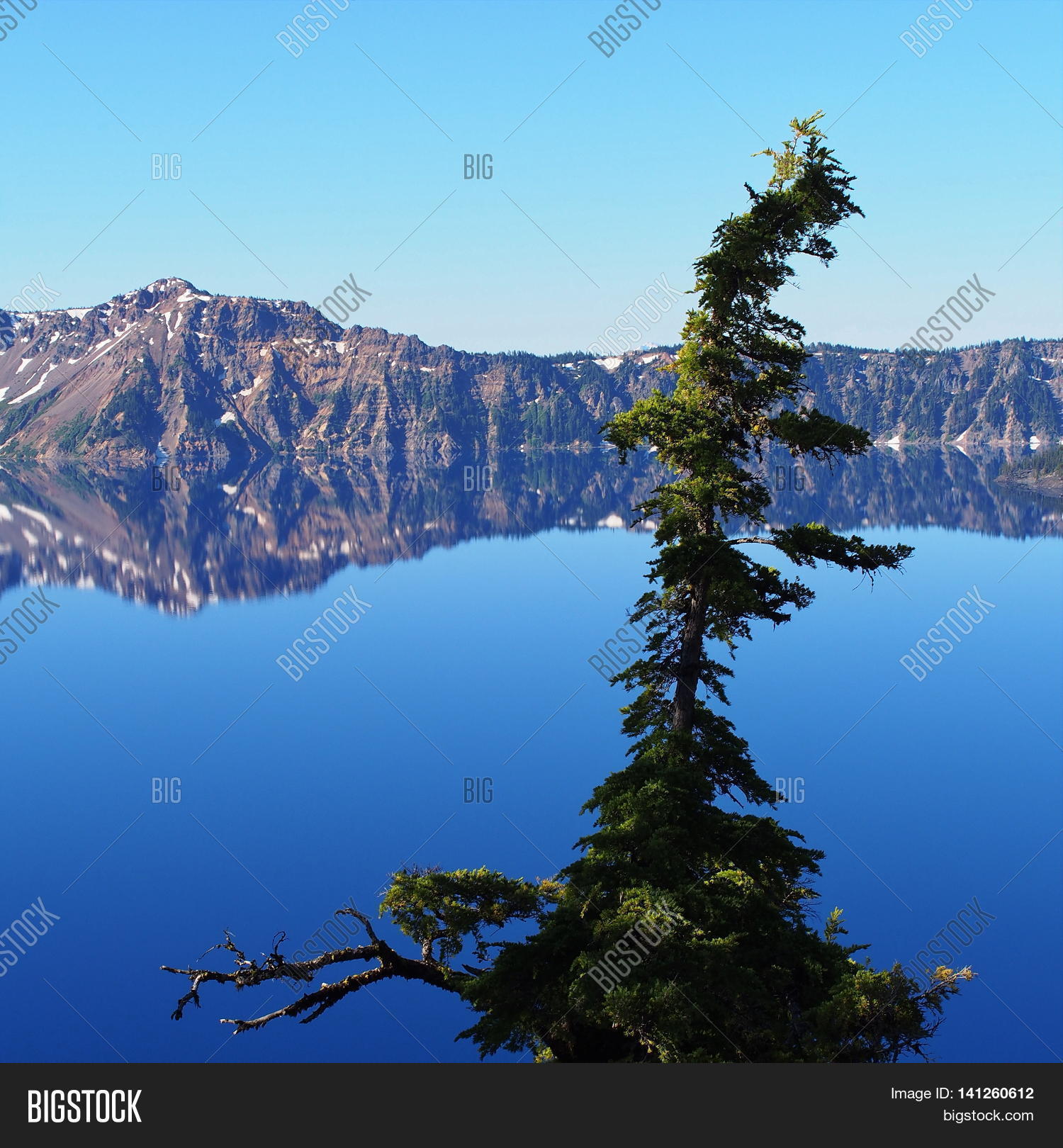 Sunlit Tree Grows On Image & Photo (Free Trial) | Bigstock