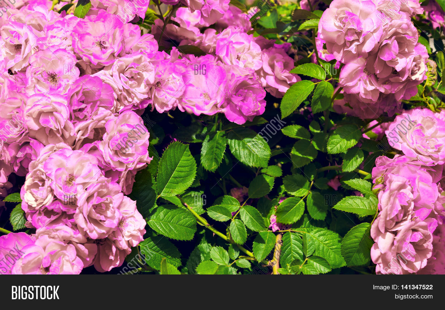 Background Red Purple Image & Photo (Free Trial) | Bigstock