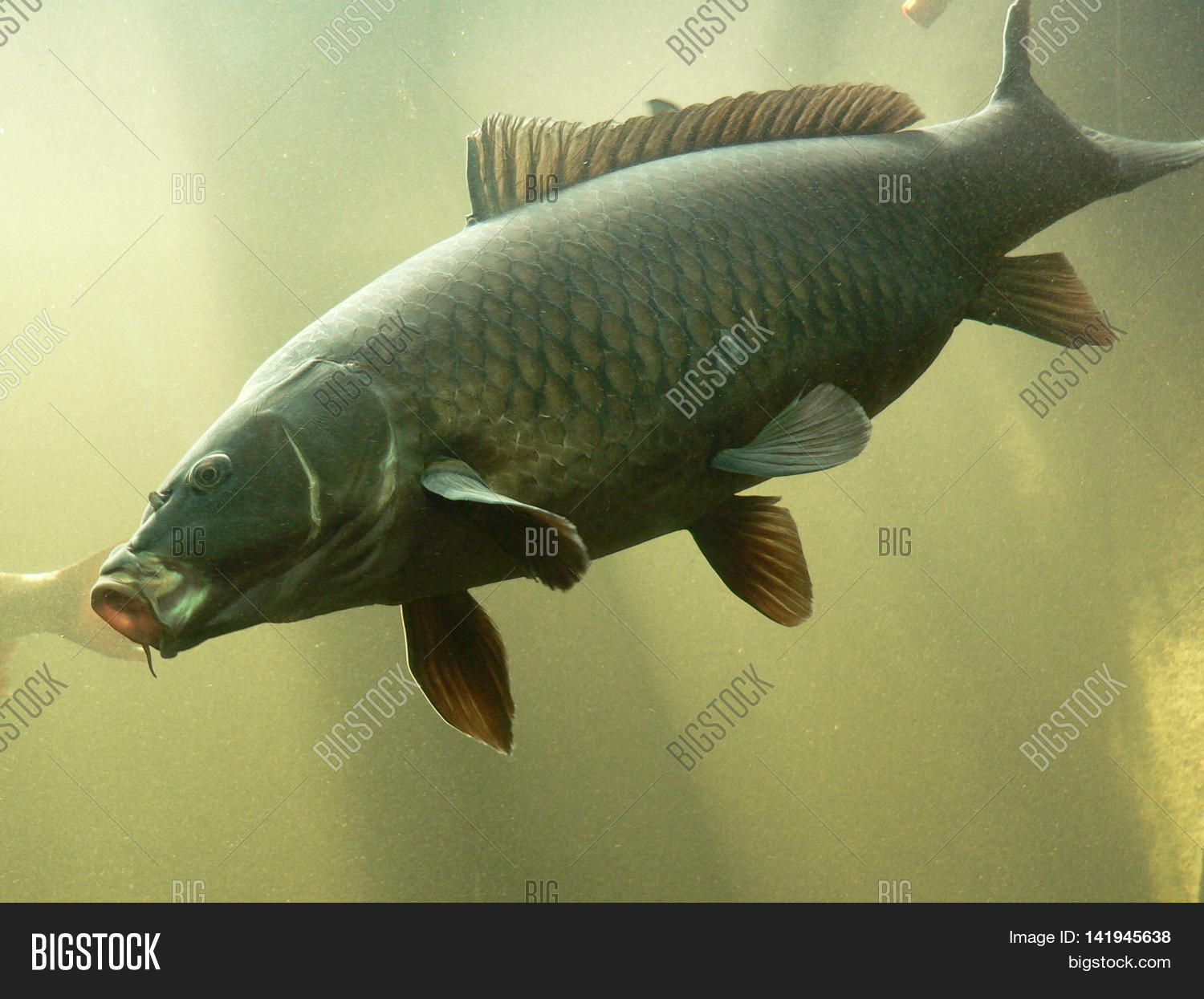 Freshwater Fish Carp, Image & Photo (Free Trial) | Bigstock