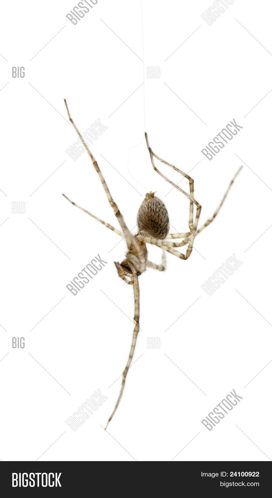 Cardinal Spider, Image & Photo (Free Trial) | Bigstock