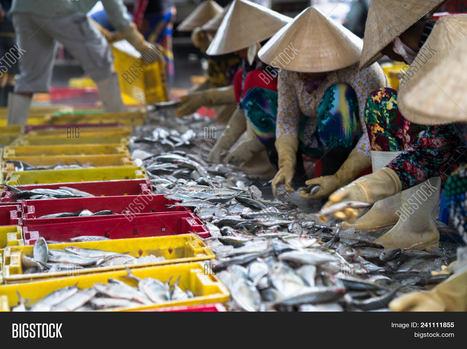 Caught Fishes Sorting Image & Photo (Free Trial) | Bigstock