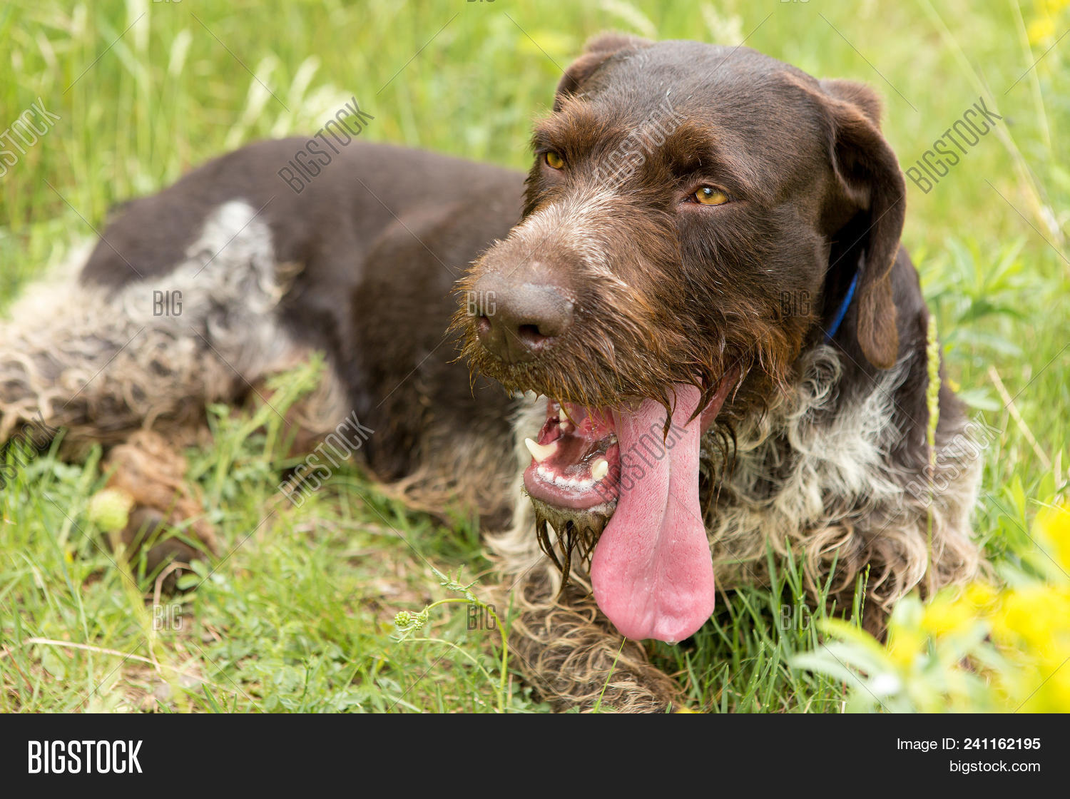 German Hunting Image & Photo (Free Trial) | Bigstock