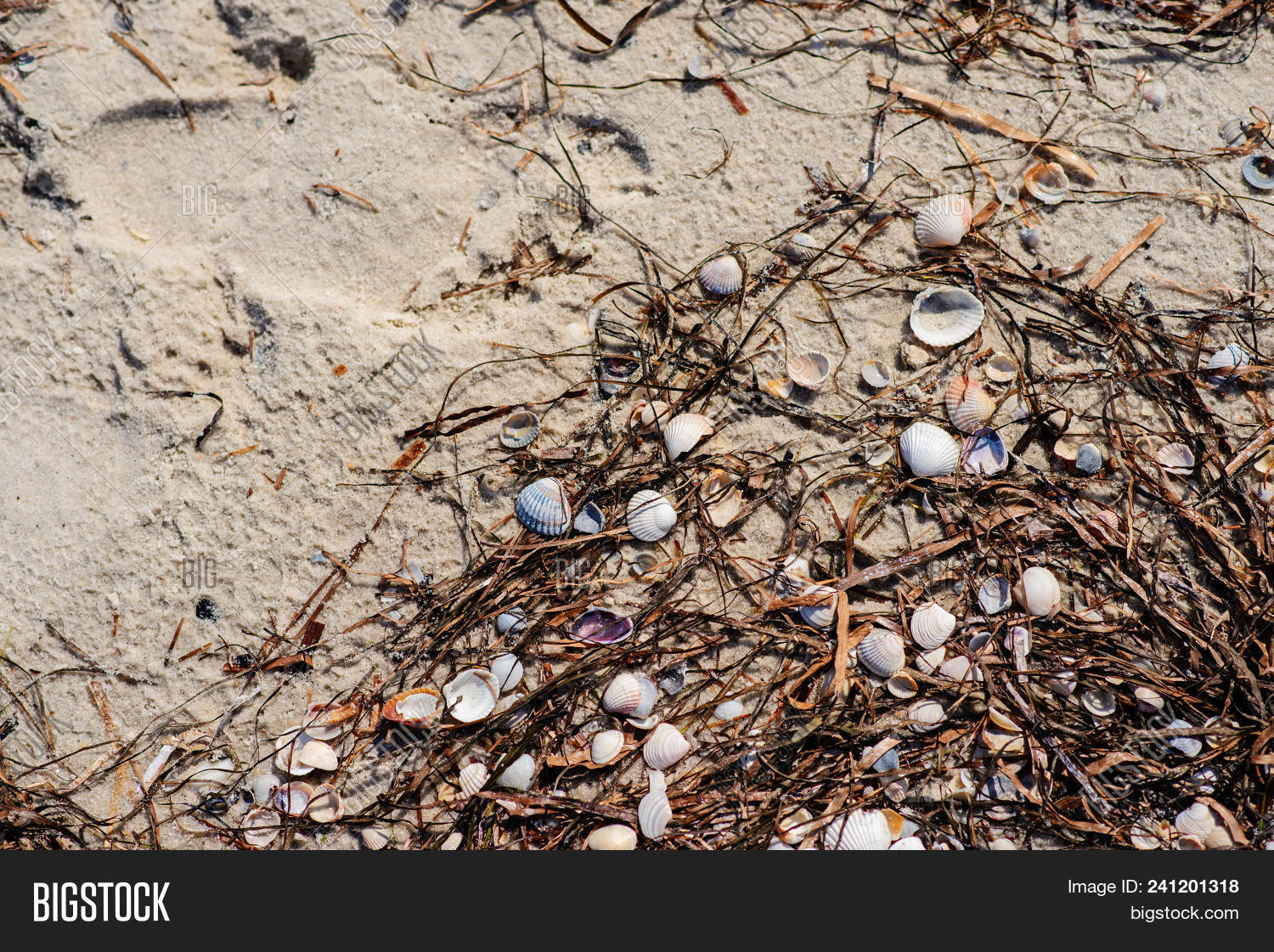 Texture Shell Pebble Image & Photo (Free Trial) | Bigstock