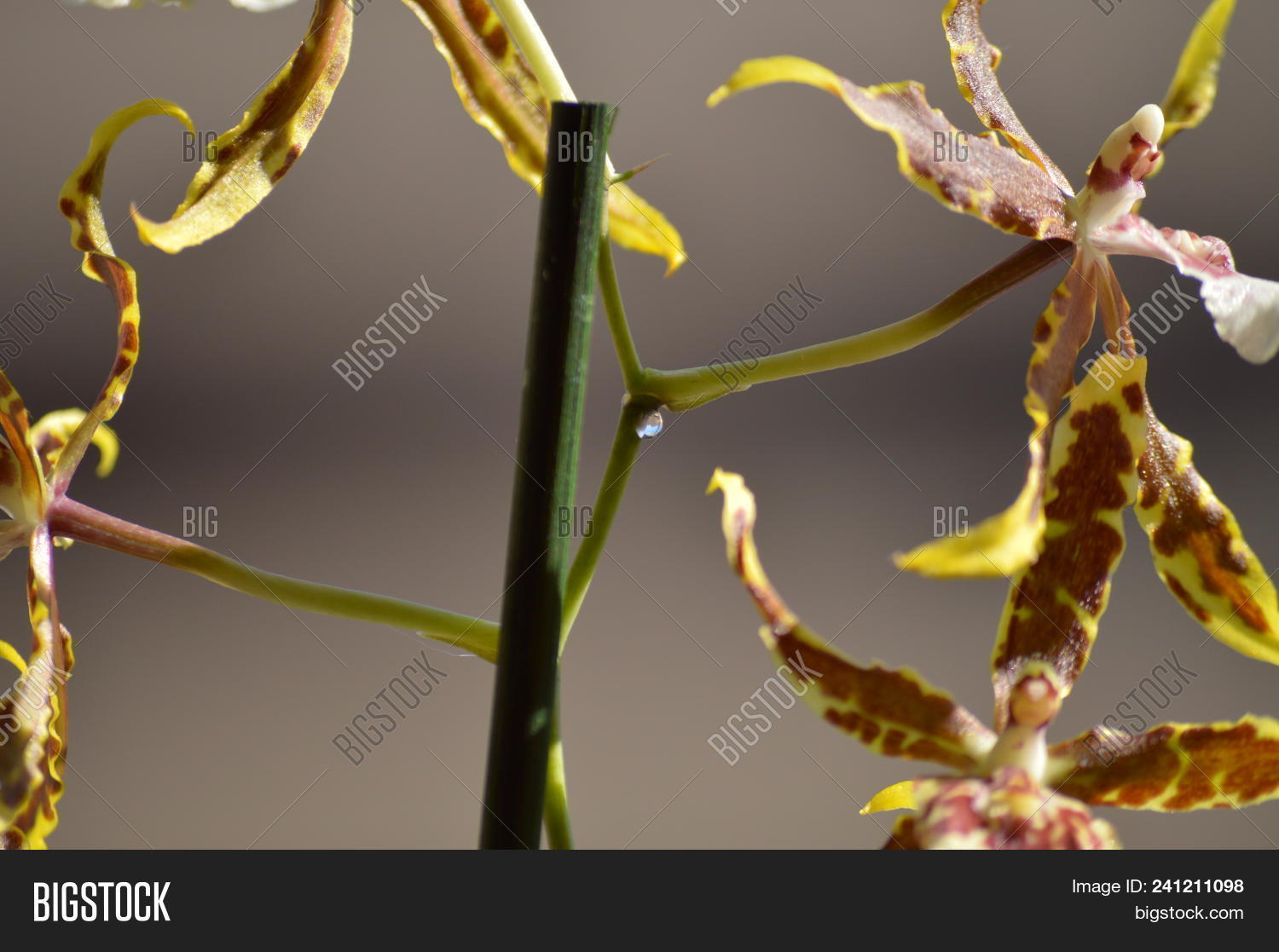Orchid Brassia Tessa Image & Photo (Free Trial) | Bigstock