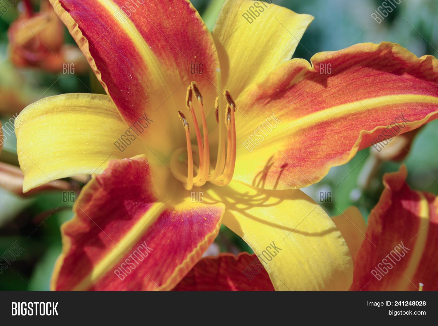 Hemerocallis Fulva One Image & Photo (Free Trial) | Bigstock