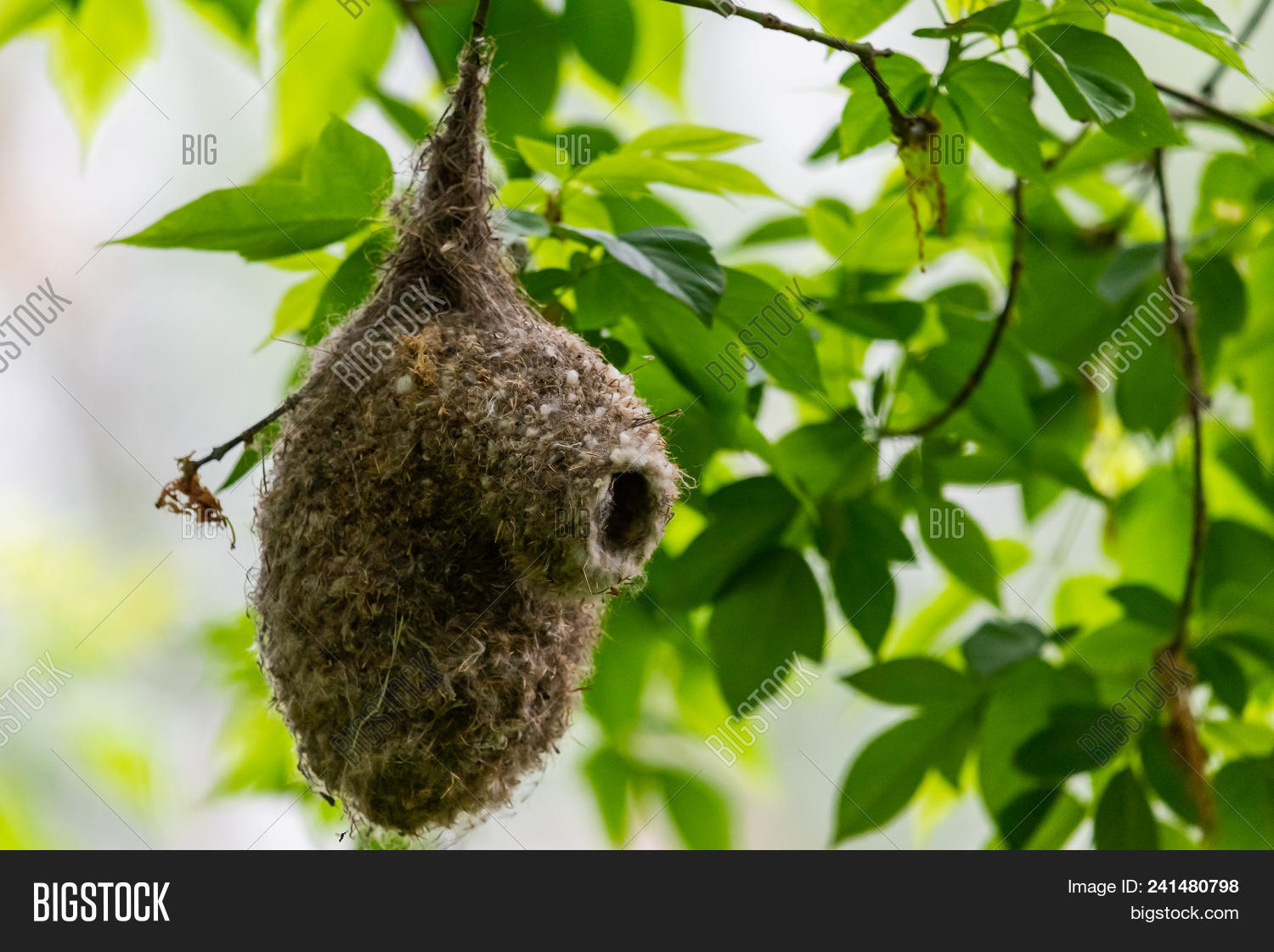 Eurasian Penduline Tit Image & Photo (Free Trial) | Bigstock