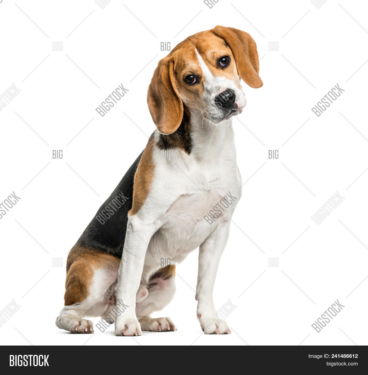 Beagle Dog Sitting Image & Photo (Free Trial) | Bigstock