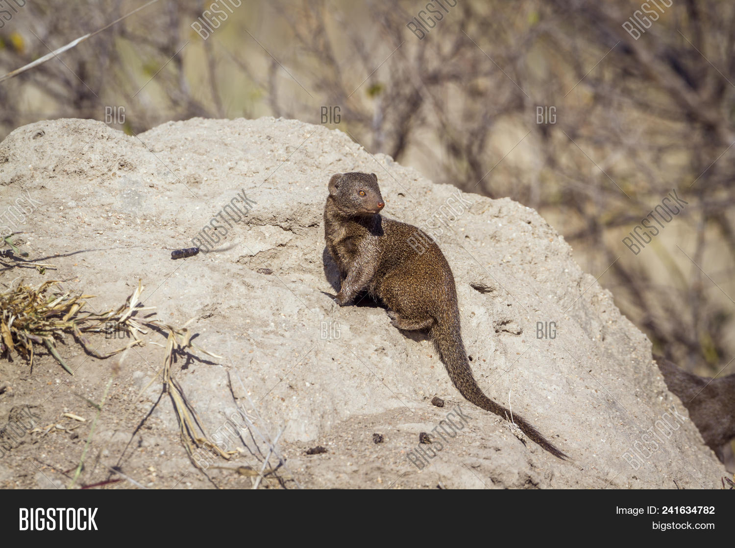 Common Dwarf Mongoose Image & Photo (Free Trial) | Bigstock