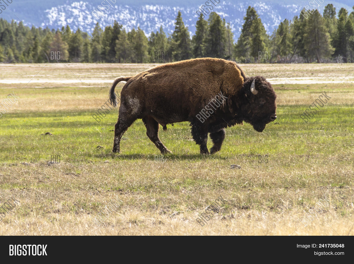 Bison Walking Prairie Image & Photo (Free Trial) | Bigstock