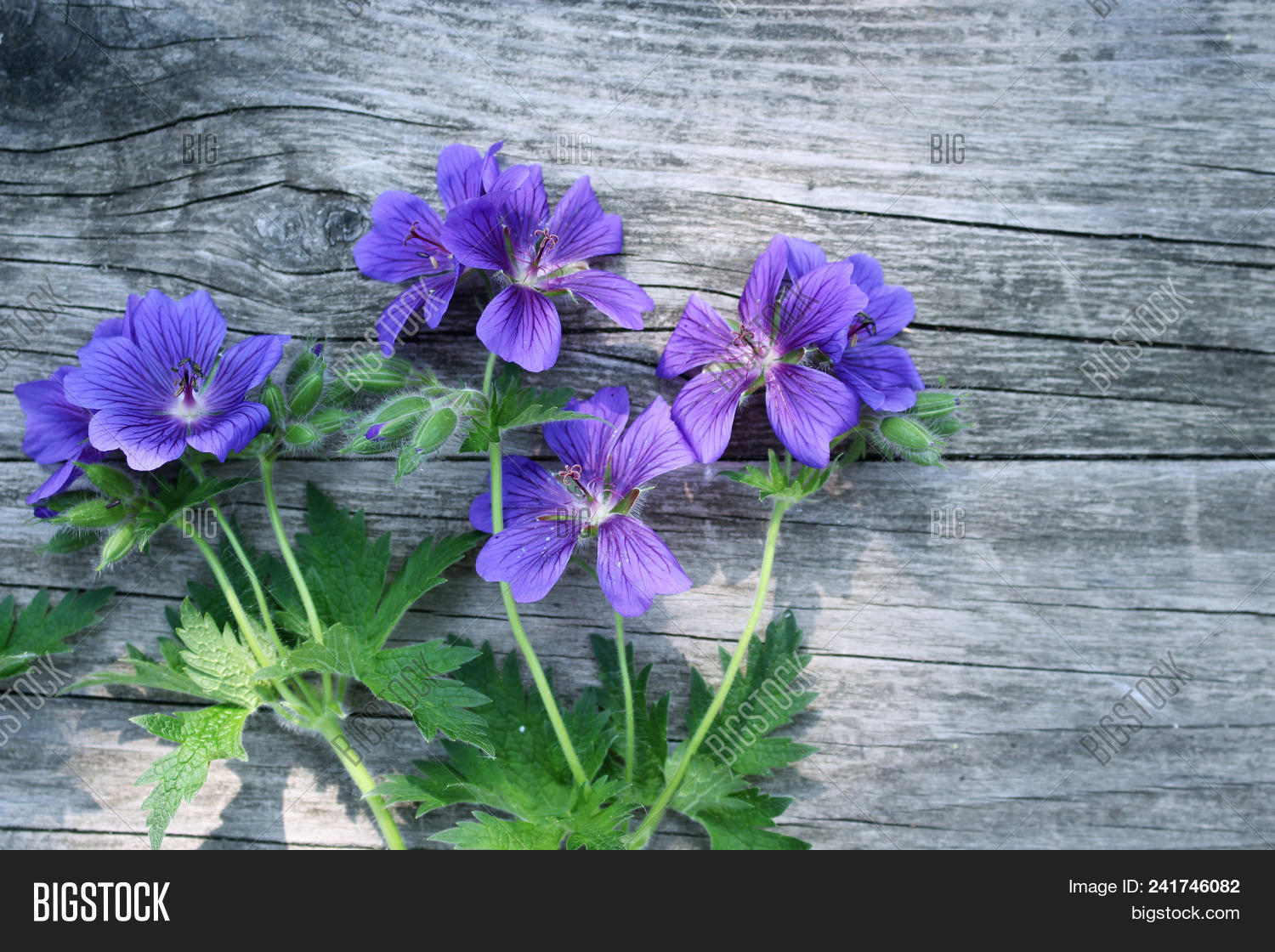 Blue Geranium Pratense Image & Photo (Free Trial) | Bigstock