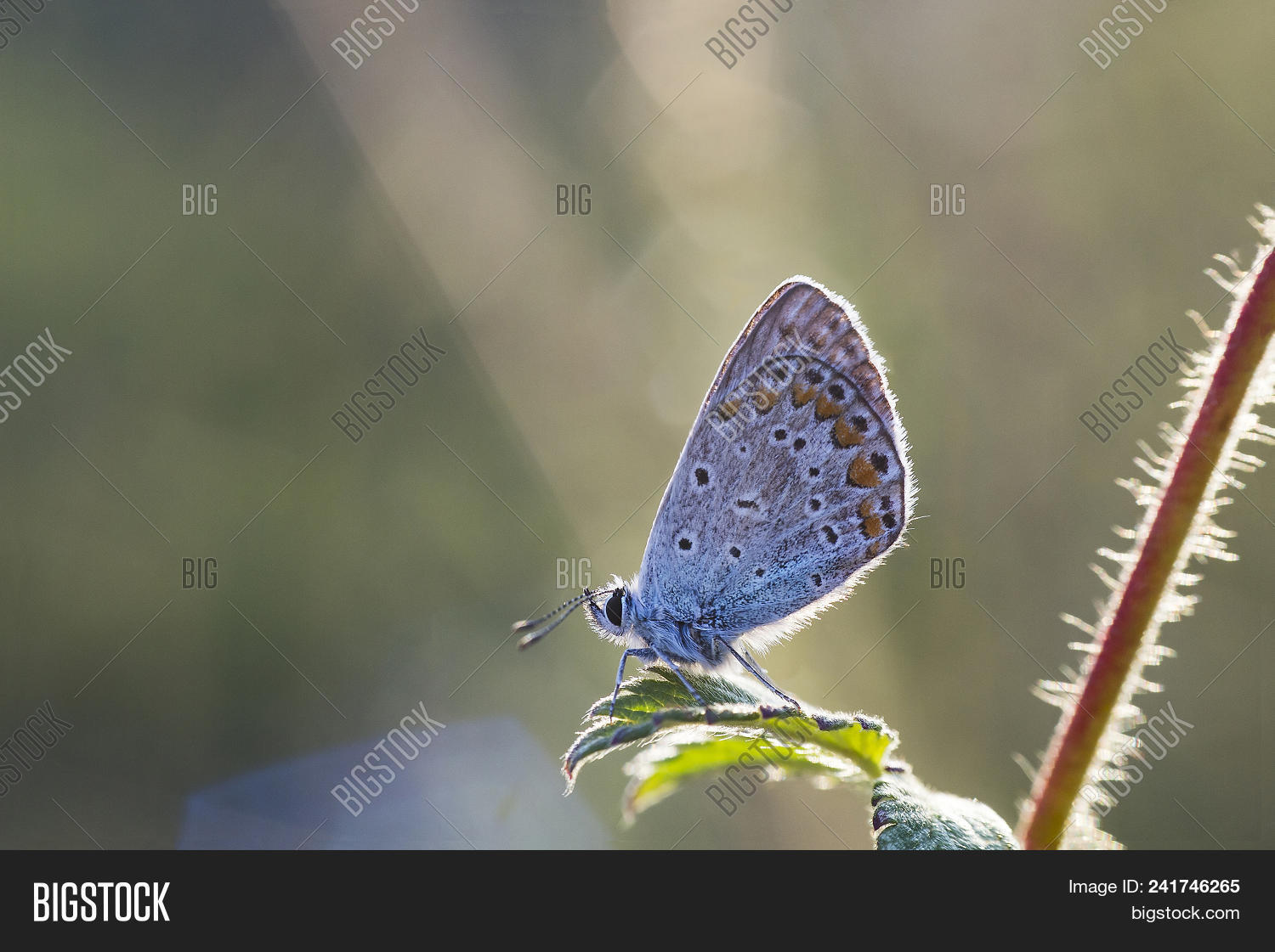 Small Butterfly Image & Photo (Free Trial) | Bigstock