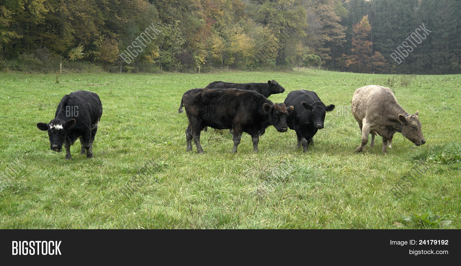 Dark Cows Out Fed Image & Photo (Free Trial) | Bigstock