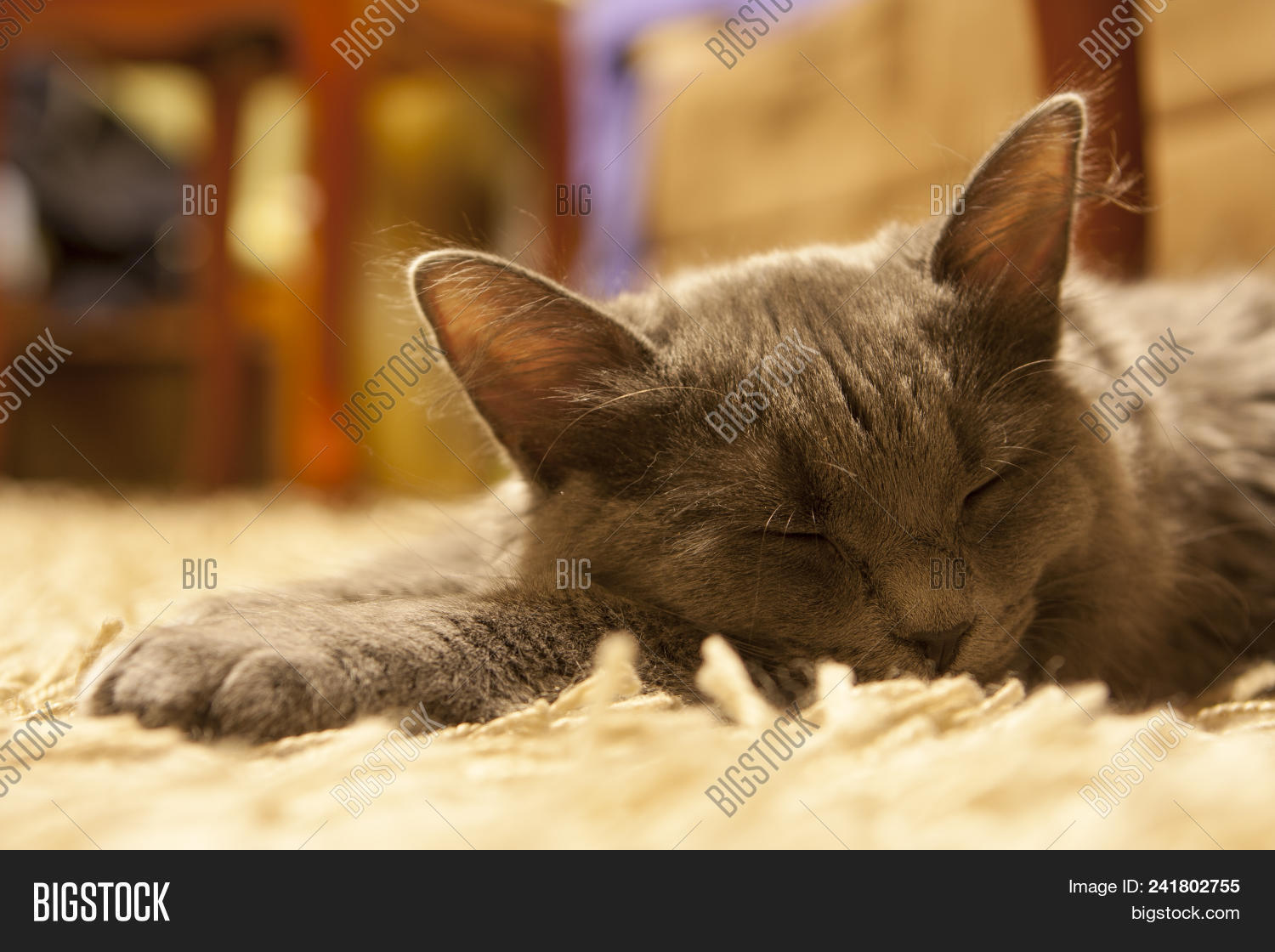 Sleeping Gray Cat Image & Photo (Free Trial) | Bigstock