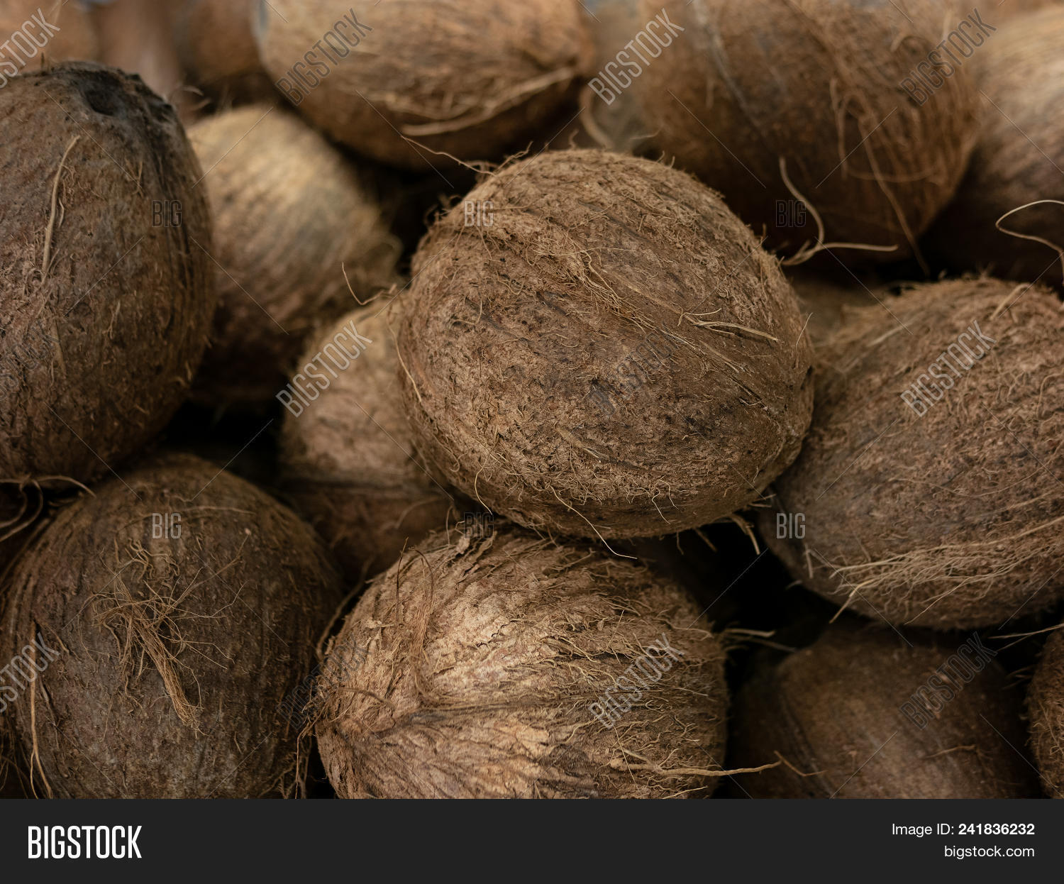 Coconut Harvest. Many Image & Photo (Free Trial) | Bigstock