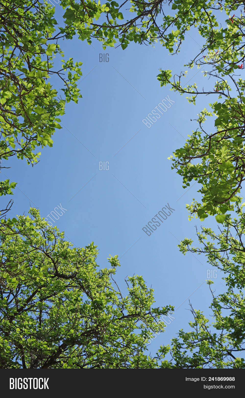 Looking Through Tree Image & Photo (Free Trial) | Bigstock