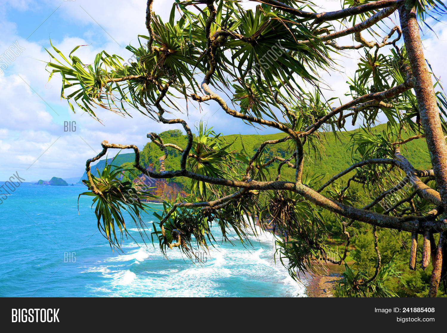 Pandanus Trees Which Image & Photo (Free Trial) | Bigstock