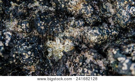 Volcanic Beaches Reefs Image & Photo (Free Trial) | Bigstock