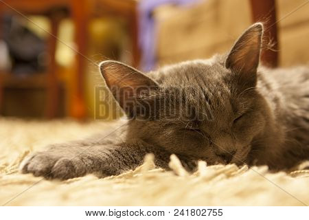 Sleeping Gray Cat Image & Photo (Free Trial) | Bigstock