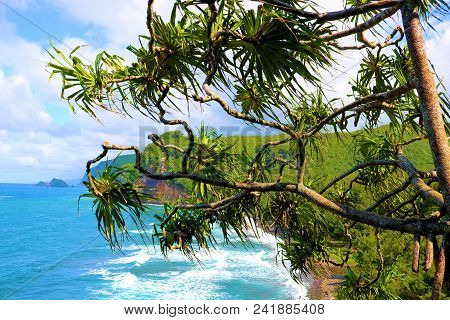 Pandanus Trees Which Image & Photo (Free Trial) | Bigstock