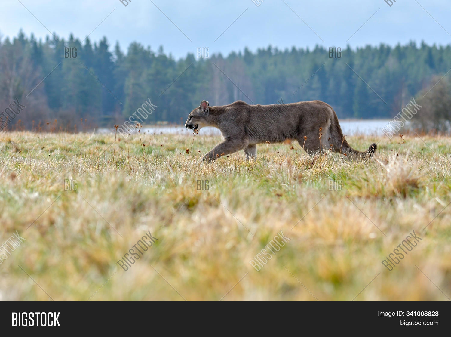 Cougar (puma Concolor Image & Photo (Free Trial) | Bigstock