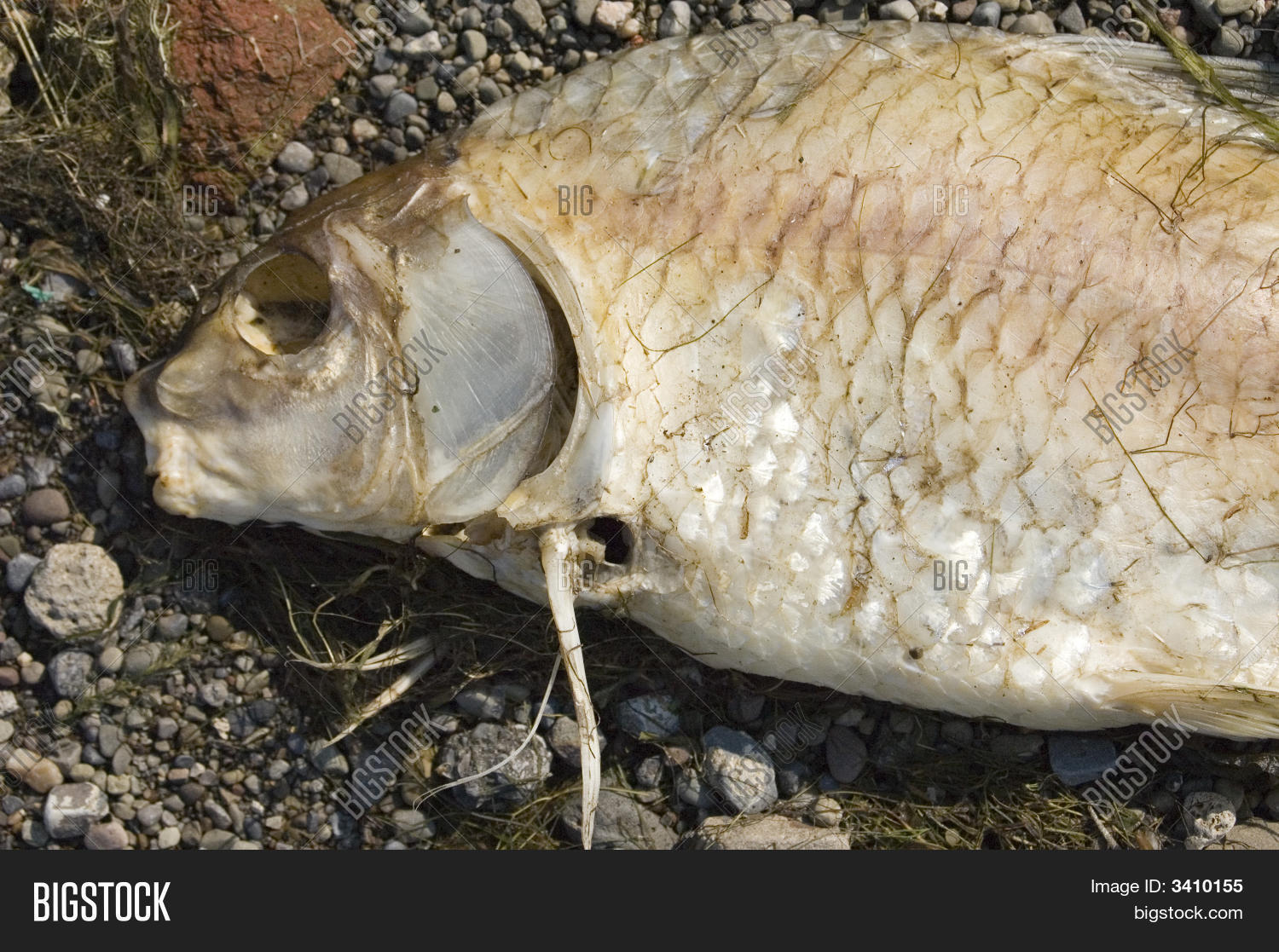 Decaying Fish Image & Photo (Free Trial) | Bigstock