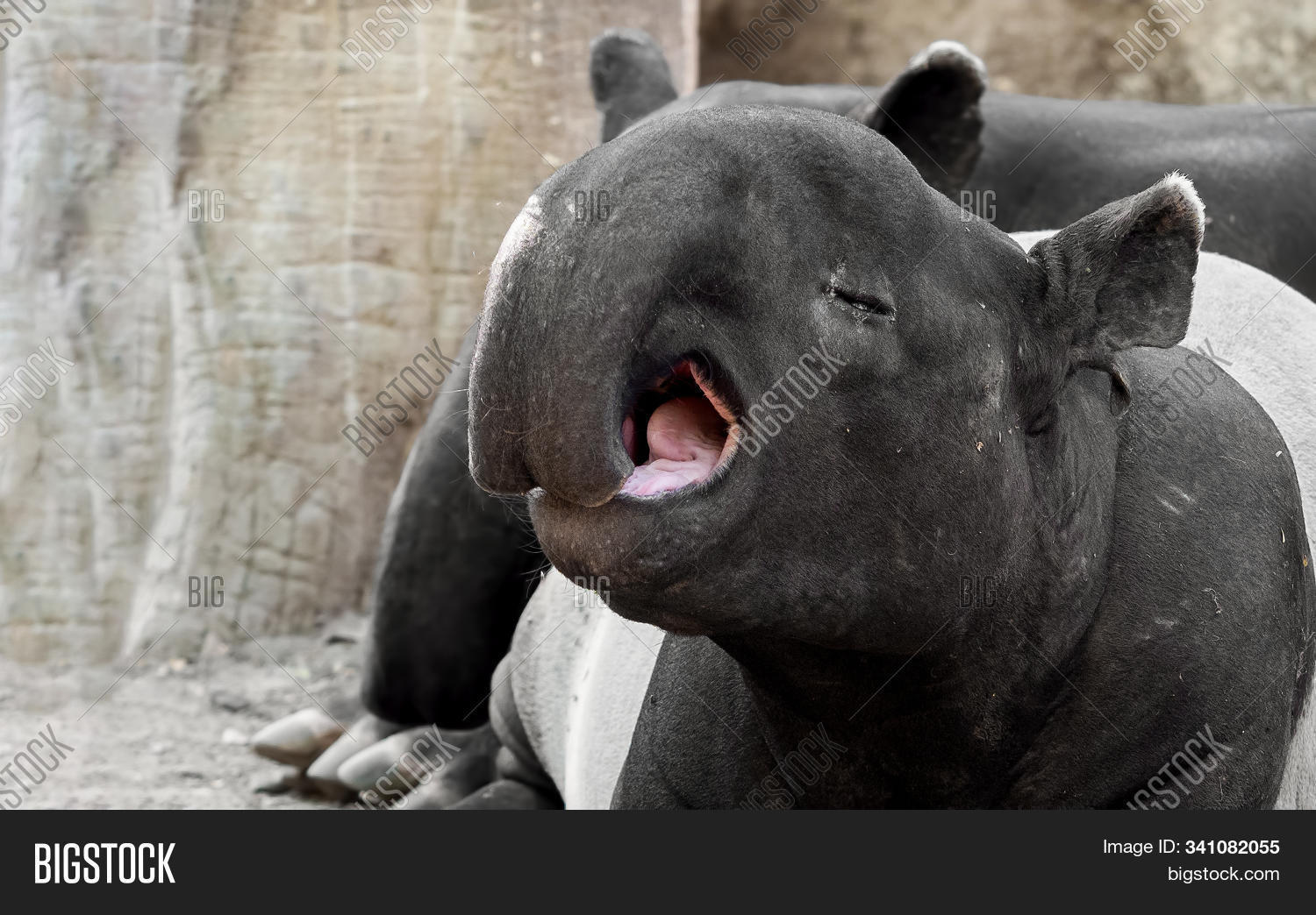 Cute Moment Malayan Image & Photo (Free Trial) | Bigstock