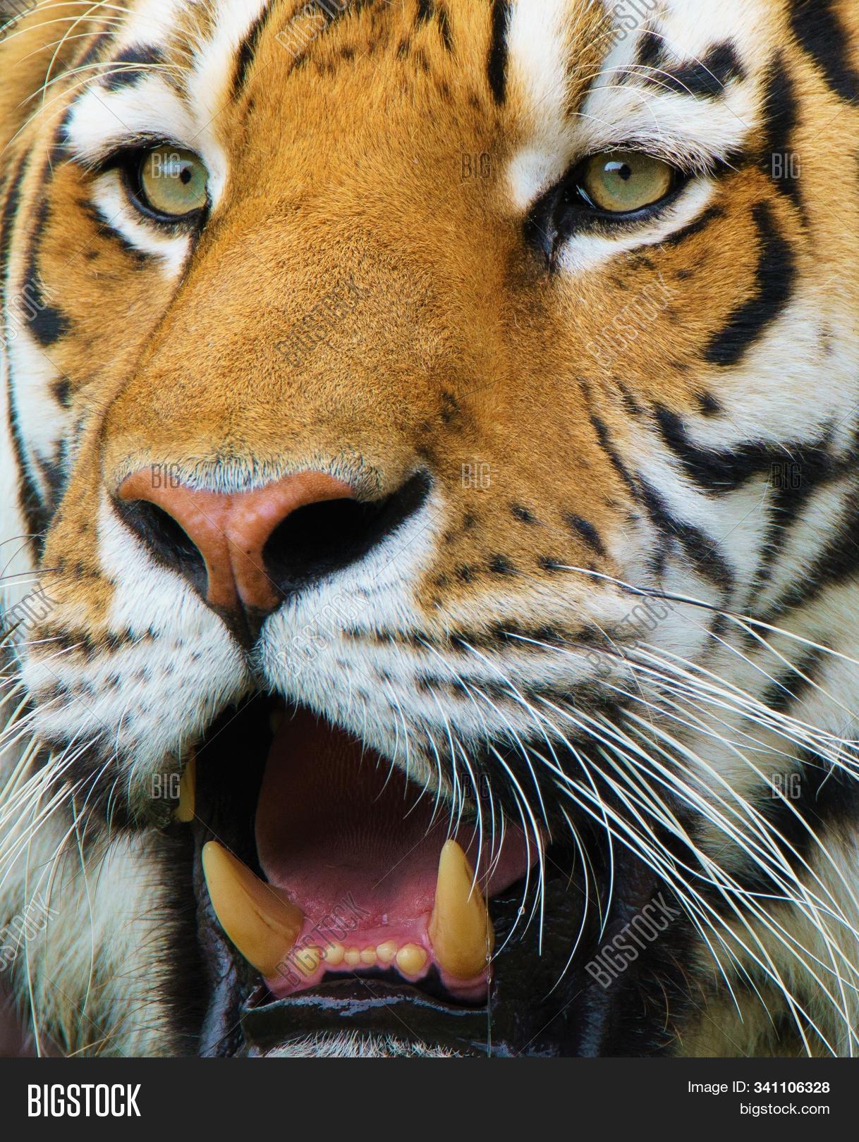 Muzzle Amur Tiger Open Image & Photo (Free Trial) | Bigstock