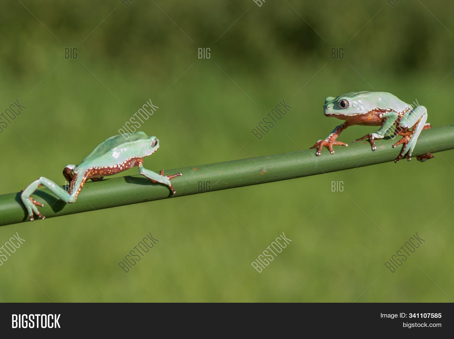 Green Frog Image & Photo (Free Trial) | Bigstock