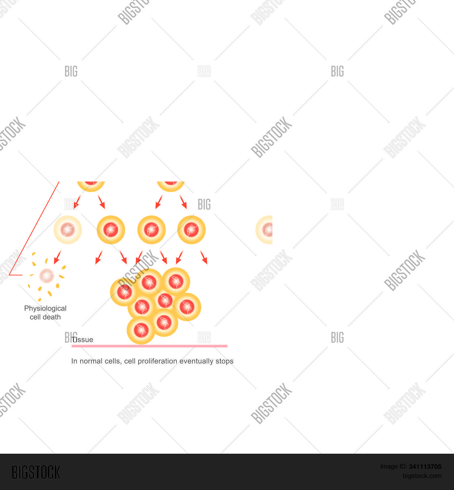 Proliferation Healthy Vector & Photo (Free Trial) | Bigstock