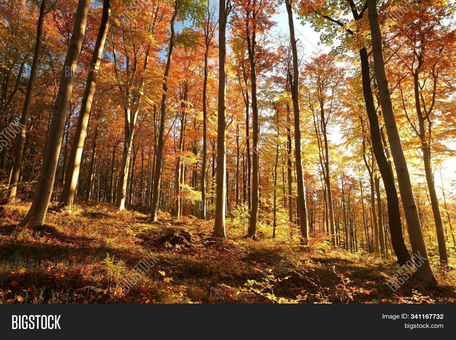 Autumn Forest Image & Photo (Free Trial) | Bigstock