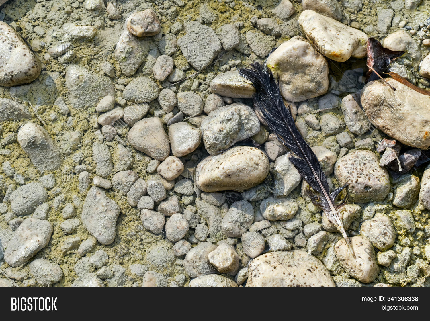 Feather On Pebble Image & Photo (Free Trial) | Bigstock