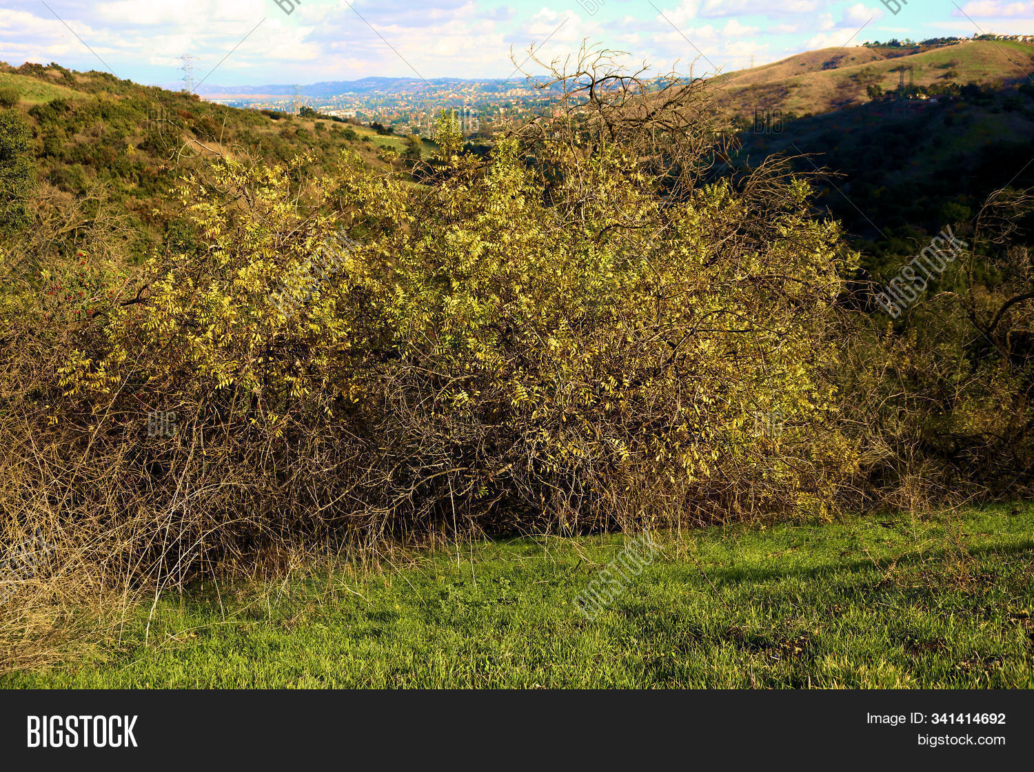 California Walnut Image & Photo (Free Trial) | Bigstock