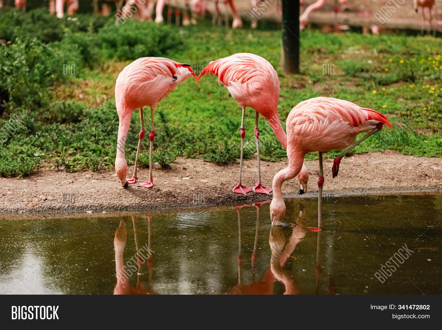 Pink Flamingos Nature Image & Photo (Free Trial) | Bigstock