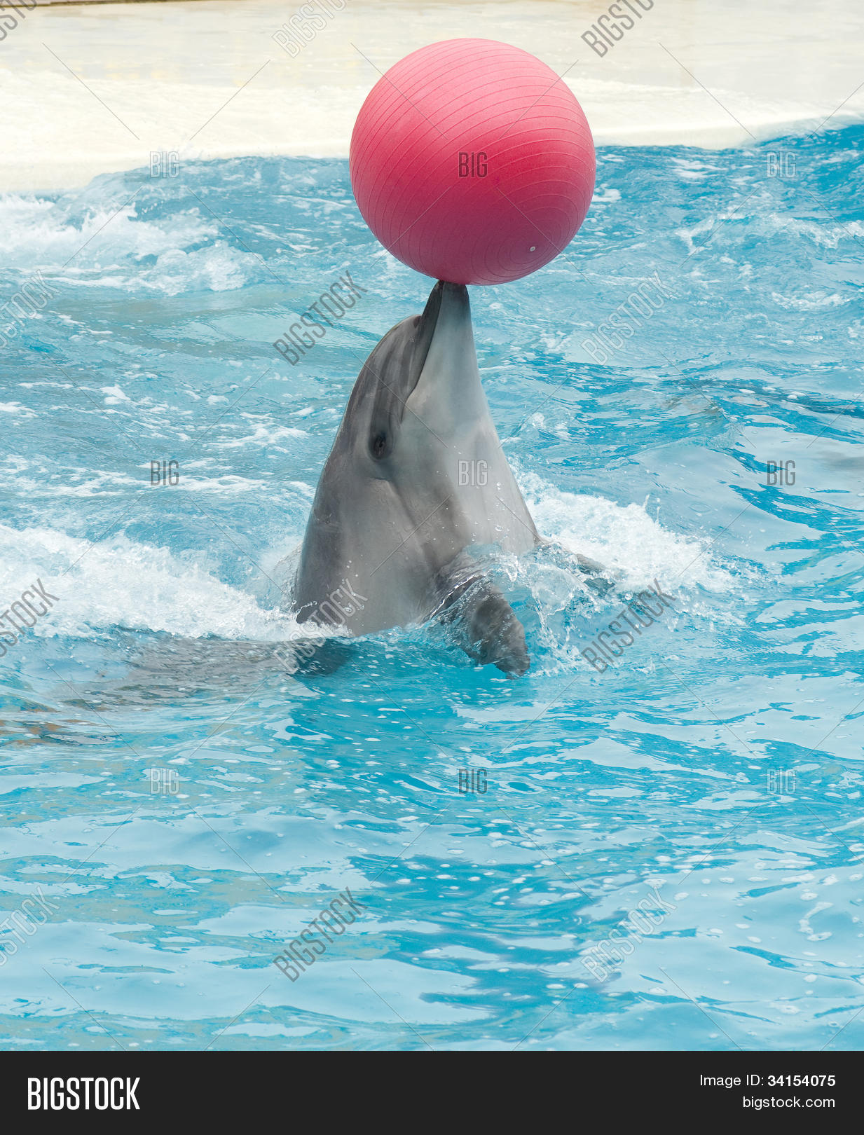 Beautiful Dolphin Image & Photo (Free Trial) | Bigstock