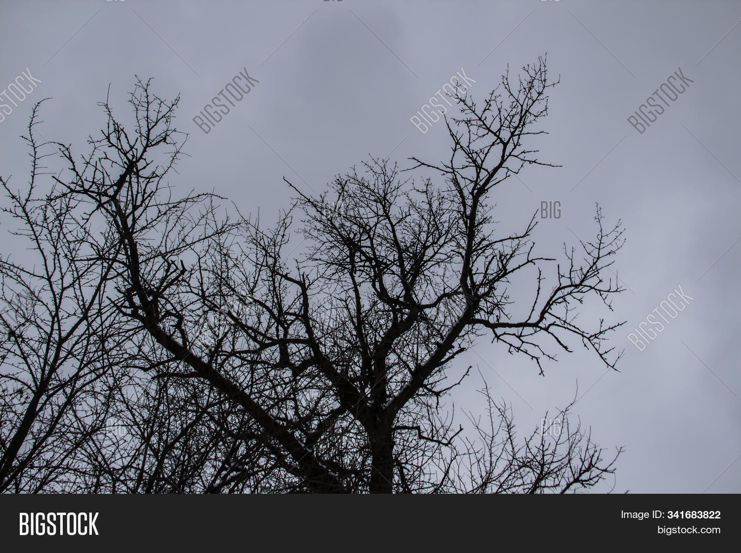 Tree Branches On Grey Image & Photo (Free Trial) | Bigstock