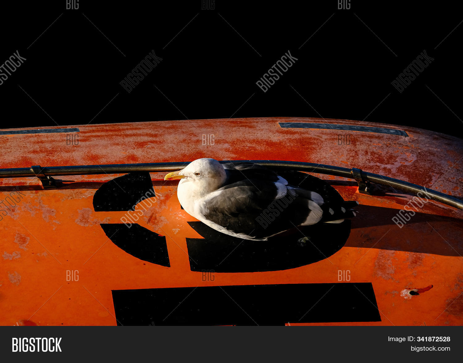 Seagull Nesting On Image & Photo (Free Trial) | Bigstock
