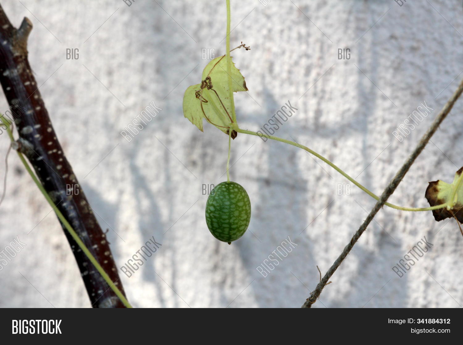 Single Cucamelon Image & Photo (Free Trial) | Bigstock